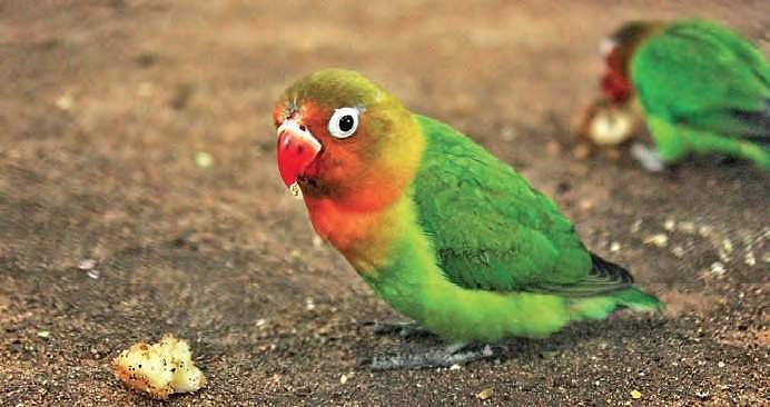 Kothwalguda walk-through aviary to house 10,000 exotic birds from ...