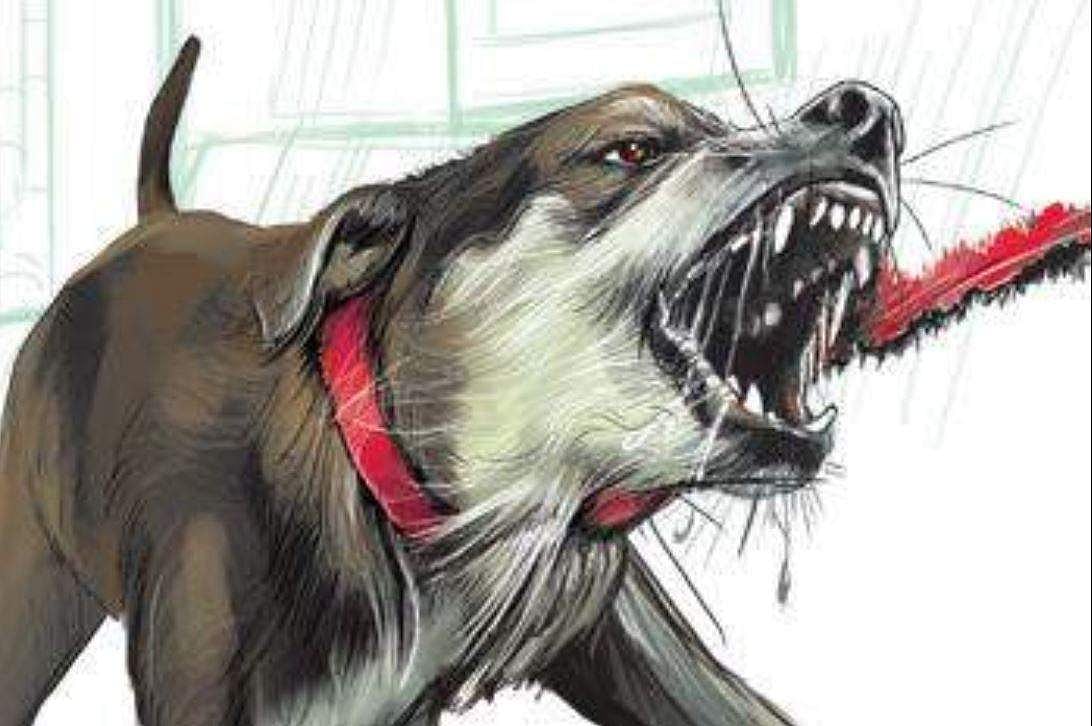 Two more cases of pet dogs biting children surface in Chennai