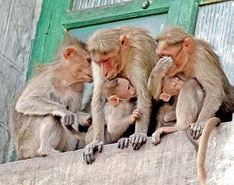 Monkey menace in villages of Balasore, 50 injured