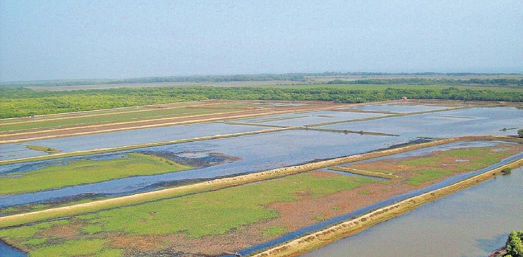 CIBA’s next-gen farming technique to produce more shrimp with less land ...