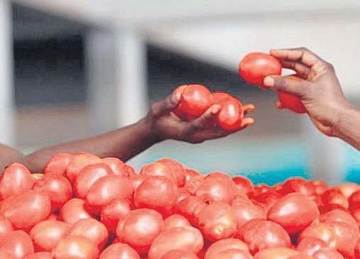 Centre moves in to ease prices, rolls out vans selling tomatoes at Rs 65/kg