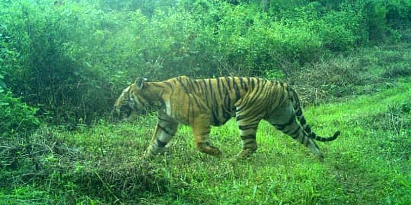 With eight tigers, Telangana's Kagaznagar forest division now a haven ...