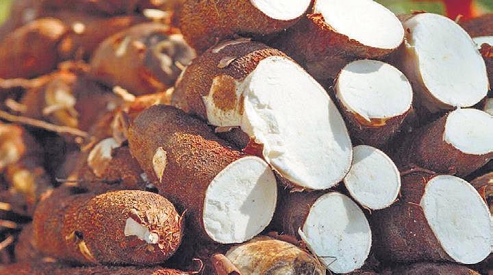 Tapping on the goodness of tapioca