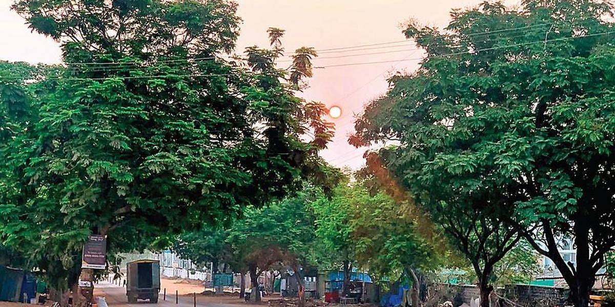 2.5 lakh trees counted in 80 wards in BBMP limits