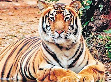 Prey base boost can revive tiger population in Odisha's Satkosia: NTCA