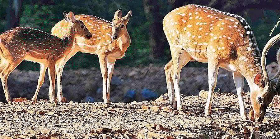 Kerala: Inquiry over forest staff manipulating deer number at Kodanad ...