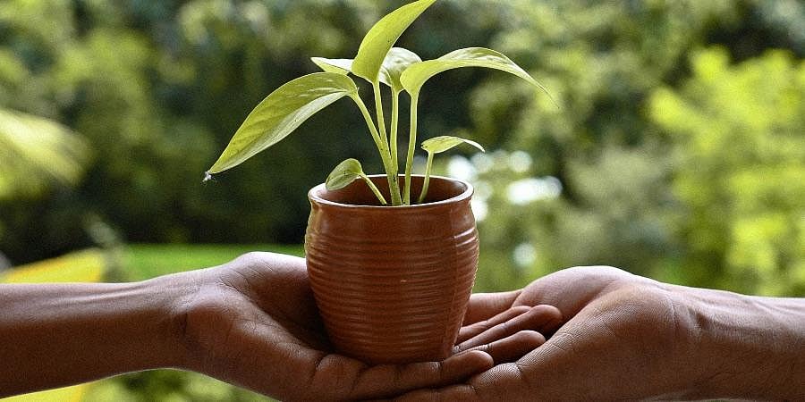 Aravalli Green Wall Project: Haryana to revive 35k hectares of degraded ...