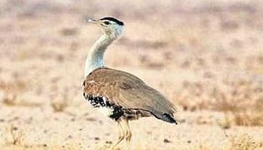 Nurture grasslands to save the Indian bustard