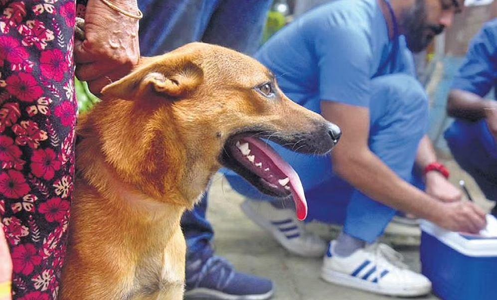 BBMP starts anti-rabies campaign