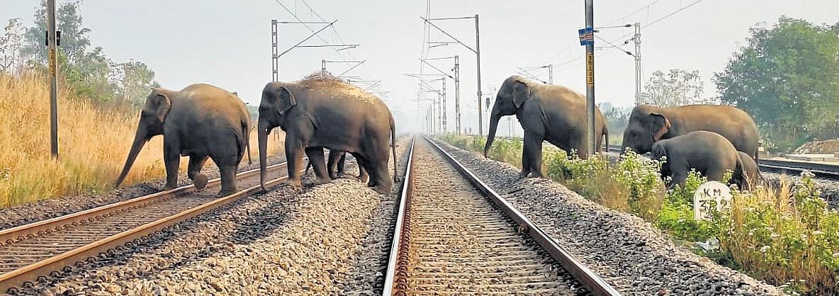 Herd of seven wild elephants stray onto railway tracks in Manyam ...