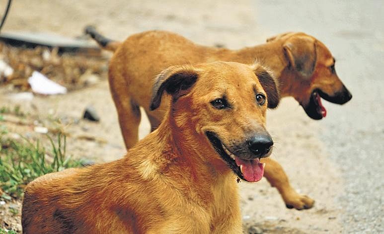 Effective measures needed to address stray dogs menace in Madurai ...