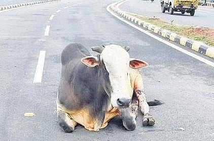 Stray cattle don reflective collars on NH-16 to curb accidents