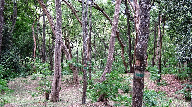 Sandalwood as tree crop, the new lure for Kerala farmers