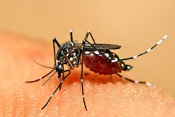 Dengue: Training for nursing students held