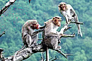Monkeys sterilized for bad behaviour, population control