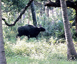 Govt nod to kill bison which claimed life of Kozhikode farmer