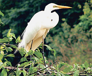 Catch the birds at Mandagadde