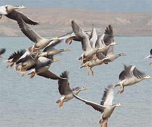 Migratory birds descend on Himachal\'s wetlands