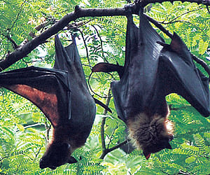 WWF study on flying foxes launched