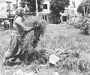 Snake menace at Hebbal