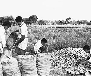 Where farmers dictate price