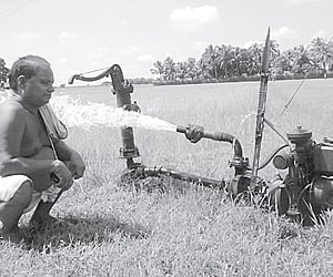 Farmers use pumps to save crops