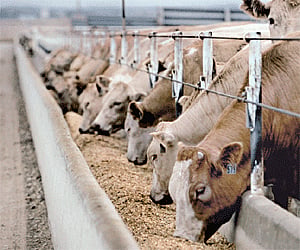 Making a modern slaughter house