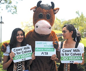 PETA says no to cow milk and dairy products