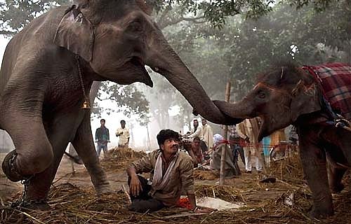 Panel formed to ensure jumbos turn up at Bihar's famous Sonepur fair
