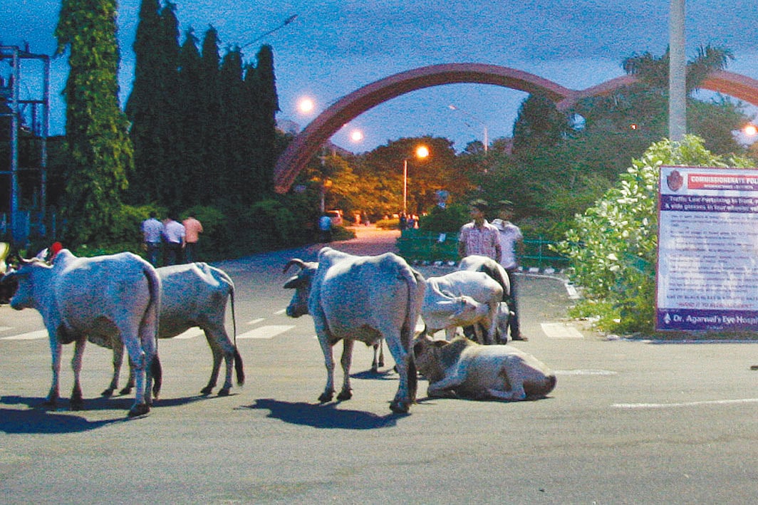 Stray animal menace turns \'deadly\' on city roads
