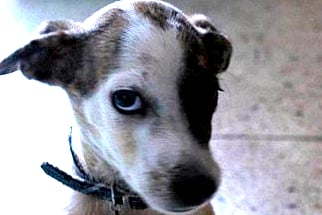 First ever cutest Indian dog from Hyderabad