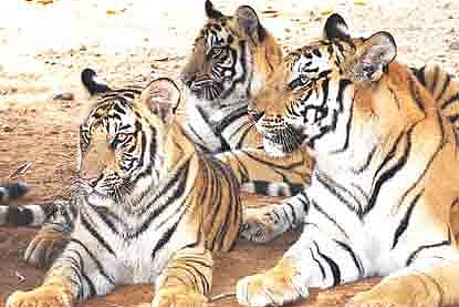 Born under CCTV eyes, cubs now enter animal world