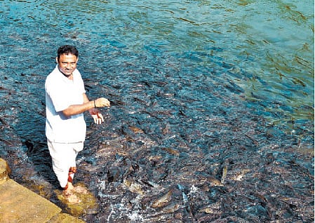 The sacred fish tales of Shishila