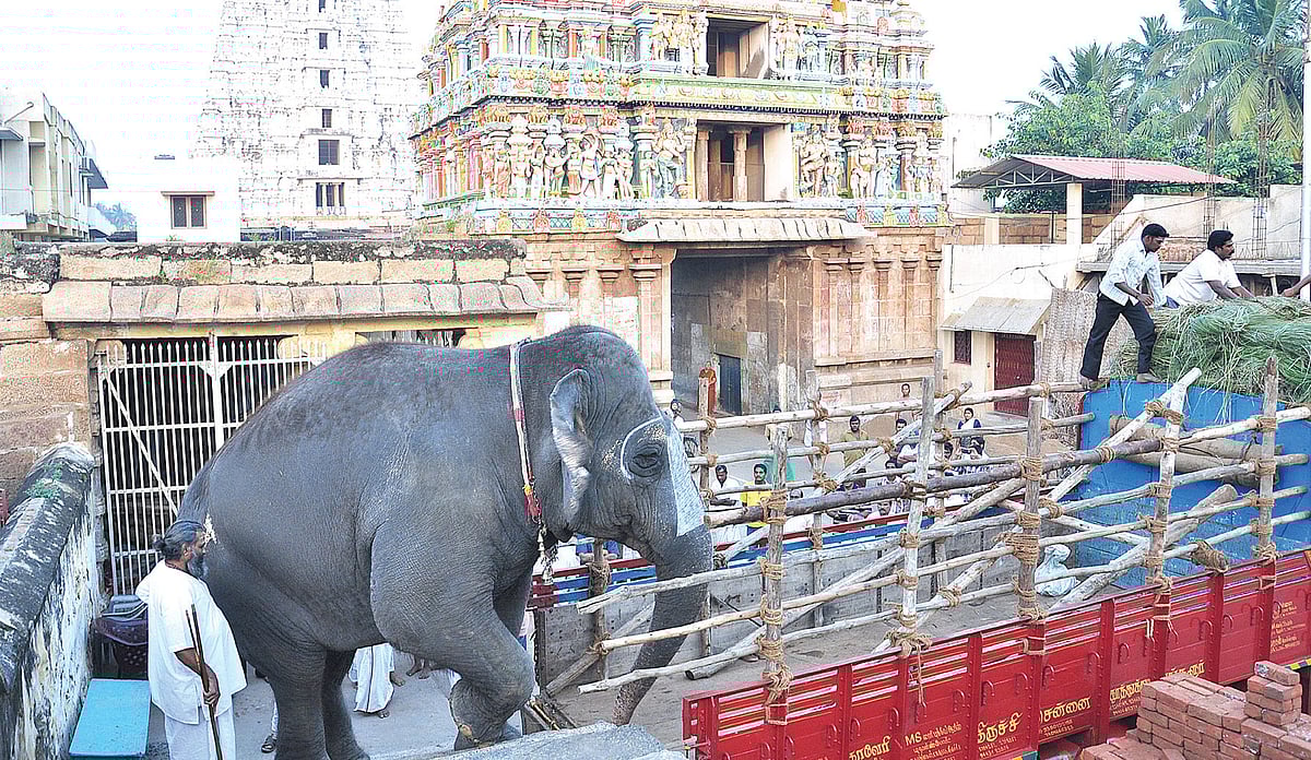 Rejuvenation Camp Begins Today