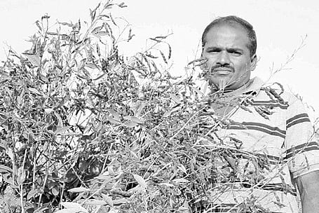 Reviving red gram with technology