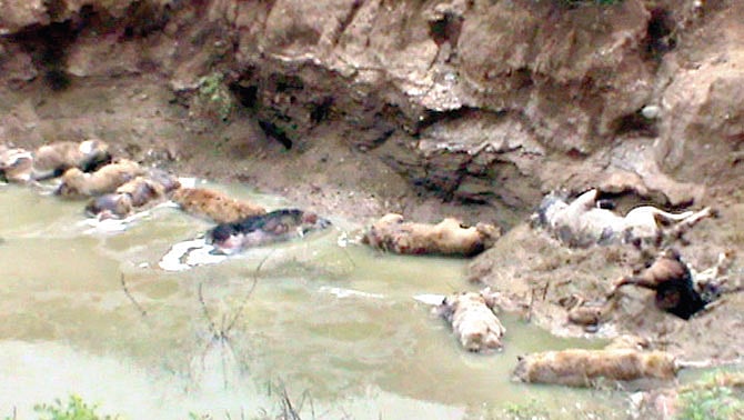 Mass culling of dogs in Soolagiri area triggers horror