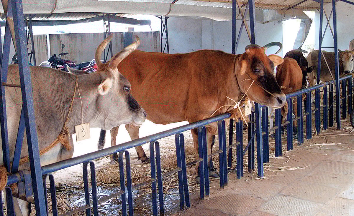 \'Infertility In Animals, an Overlooked Issue\'