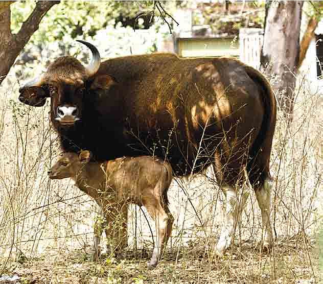 Indian Gaur Gives Birth at City Zoo