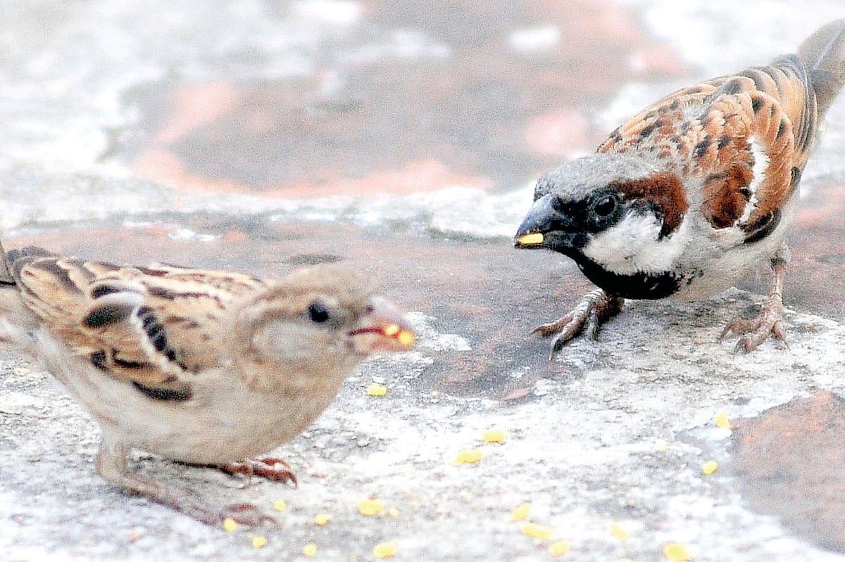 Spotted a Sparrow? Call Tree Bank
