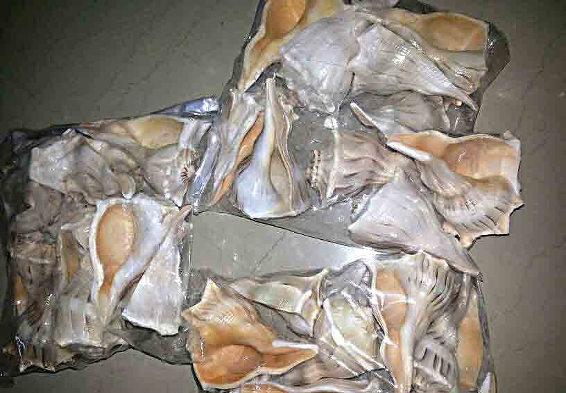 Lankan Flyer Held With 25 kg Rare Conch Shells