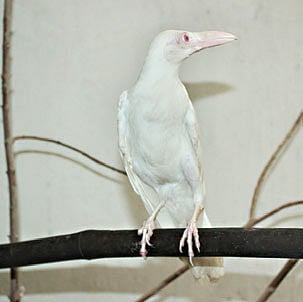 Injured Albino Crow Treated at Zoo