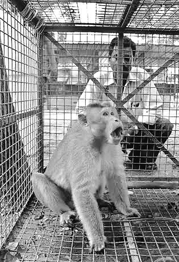 Honey ‘Traps’ Elusive Monkey
