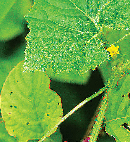 Common Creeper That Heals Many Ailments