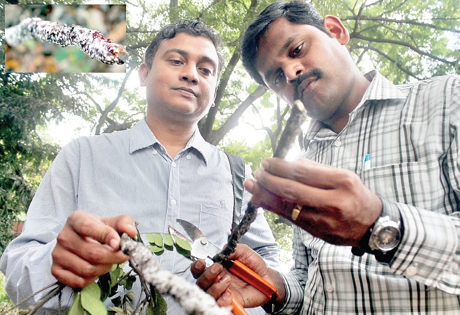 IINRG Scientists Discover Lac Insect In Vellore Region