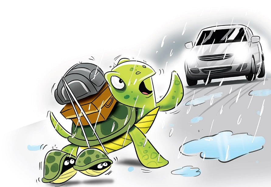 As Ponds Overflow, Freshwater Turtles Have Nowhere to Go