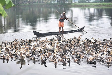 Kuttanad is Not a Sitting Duck Any Longer