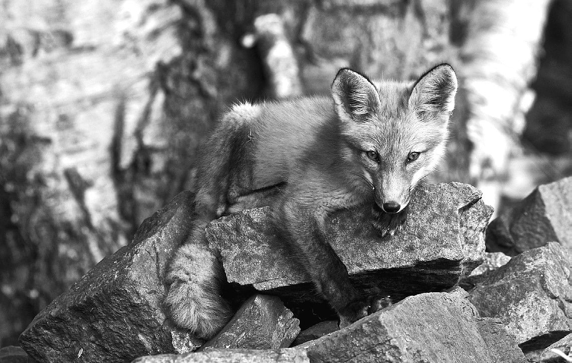 Being Cunning is not being Intelligent