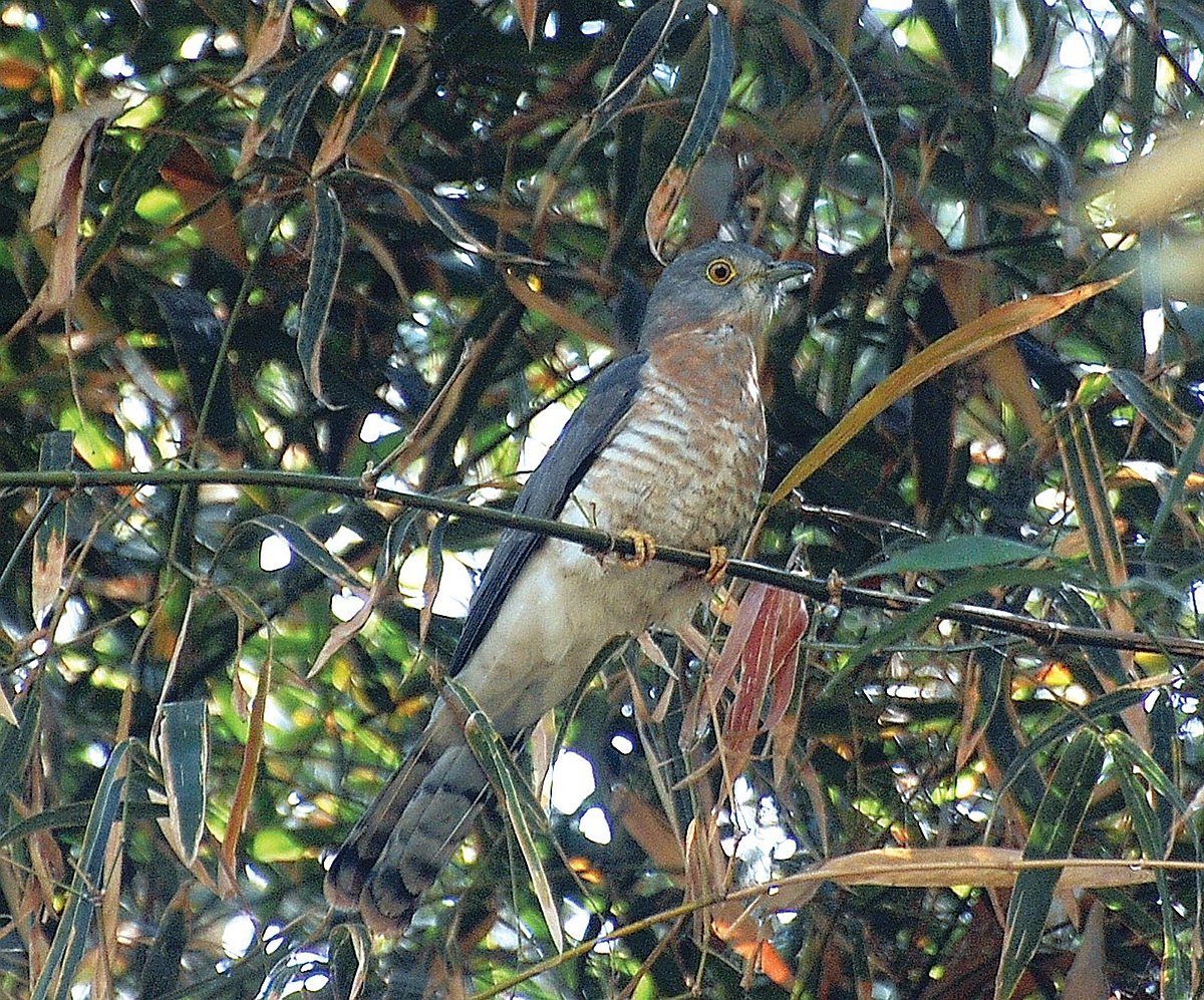 Going Cuckoo Over Nature\'s Oddity