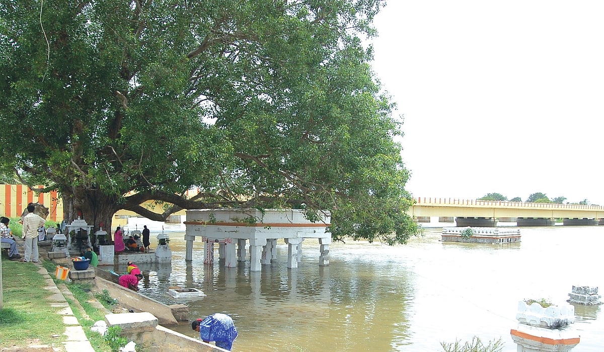 Do Give a Fig About Peepal