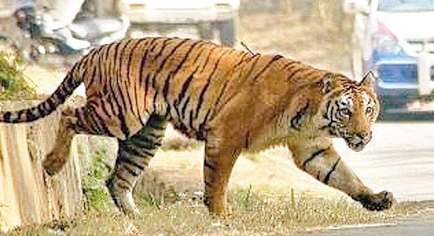 Tiger Terror Tamed in Thirty-Minutes in City Zoo